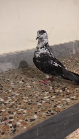 Chapra Breedar Pair Pakistani High flyer pigeons kabutar #birds #pigeon ...