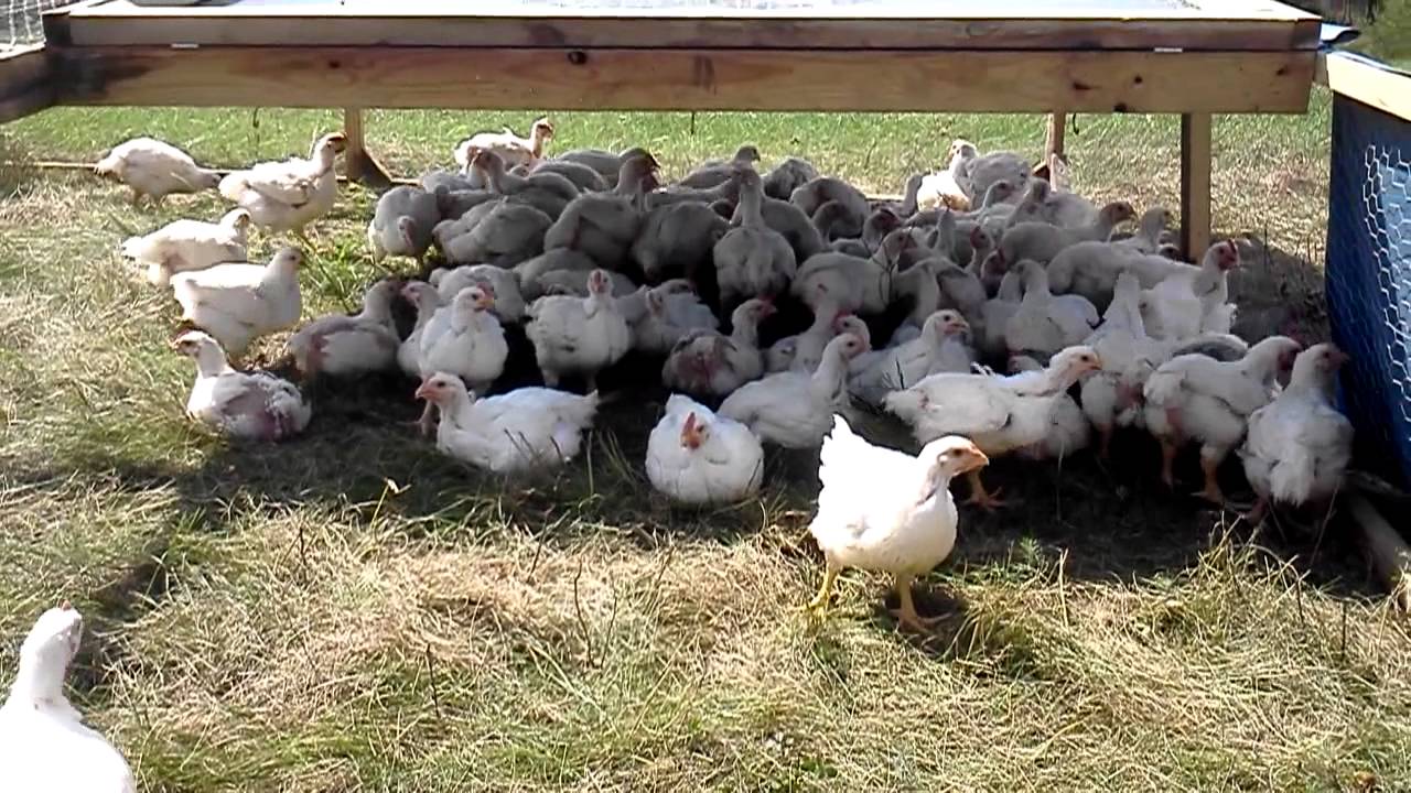 Our Pastured Chickens - YouTube