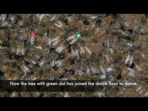 The bee 'waggle dance' is passed down by older bees | Popular Science