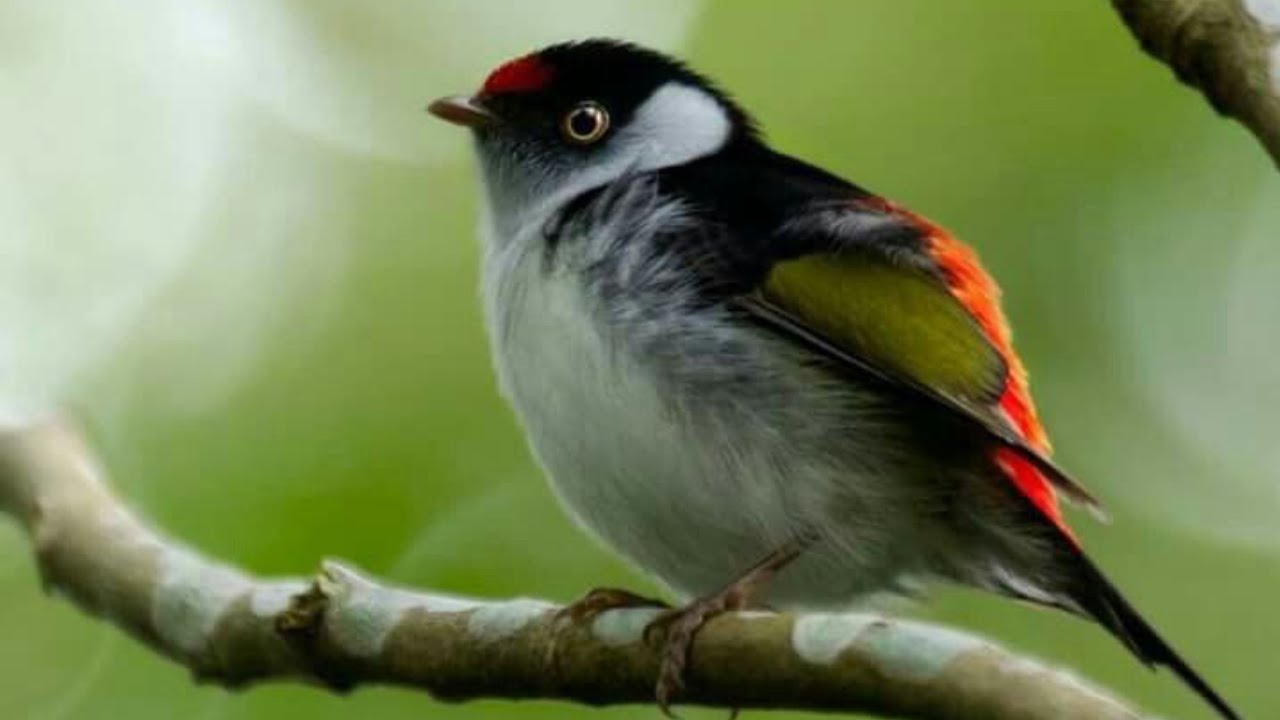 pin tailed manakin 🌿มานาคินหางมีขน @enjoylife.9 - YouTube