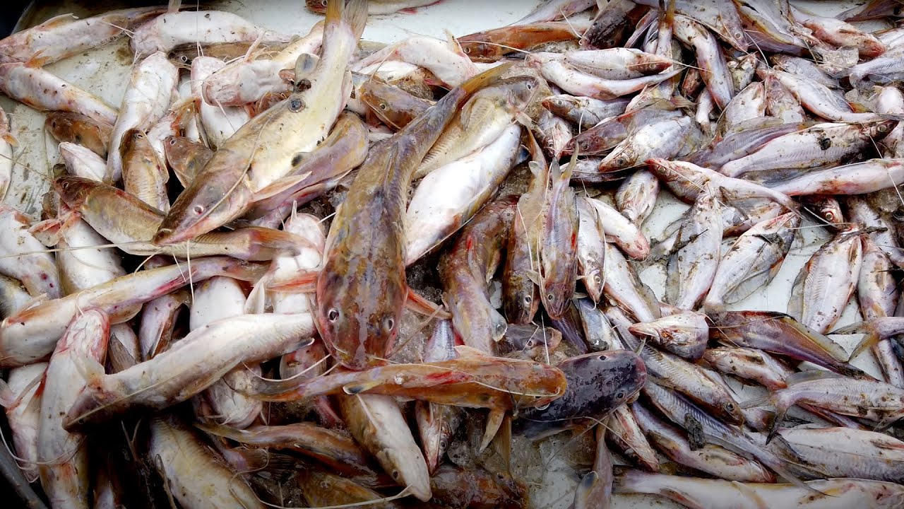 Found Woman Sale Fish Near Street | Buy 1Kg Fish for Fish Really ...