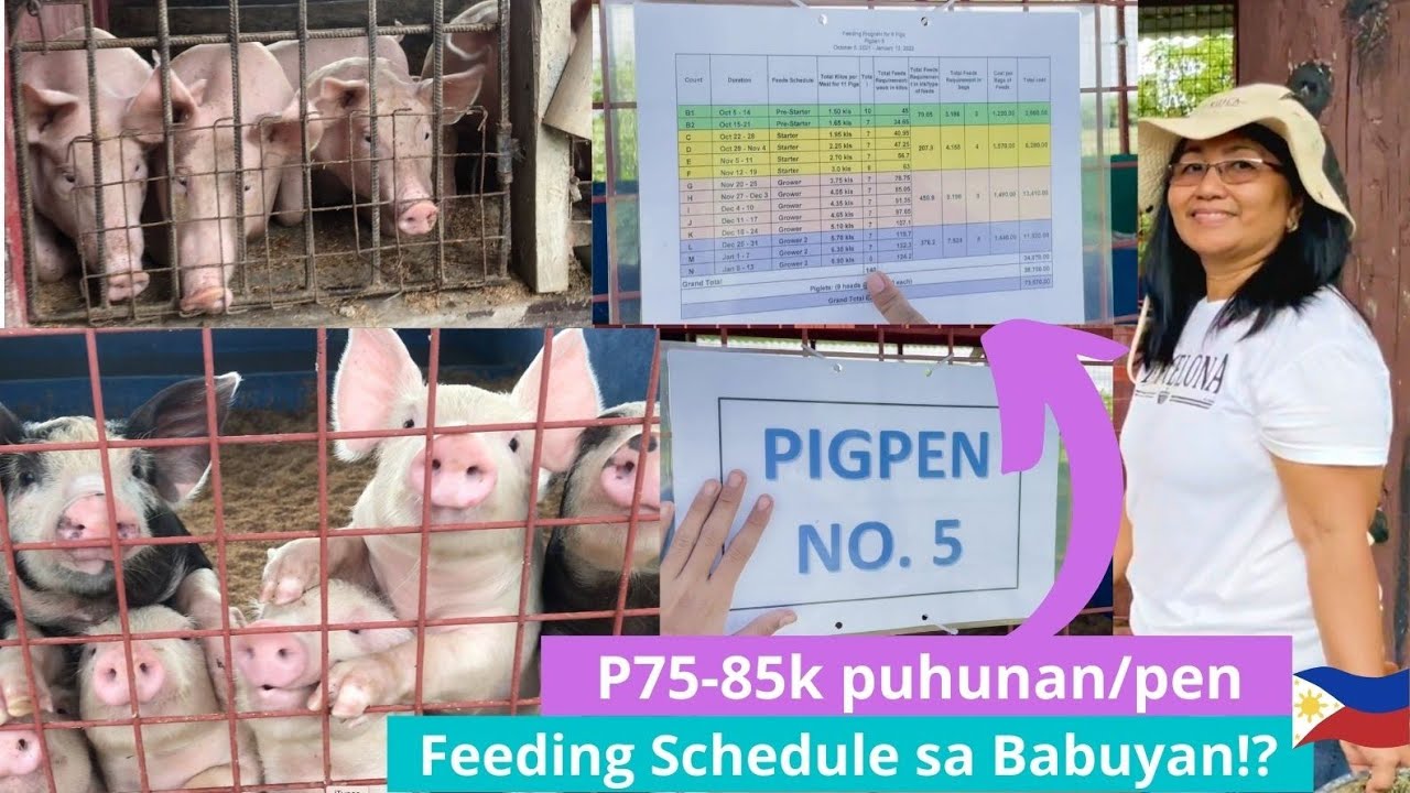 HOW TO PIGGERY FARM LIFE (Feeding Schedule and Investment Needs ...