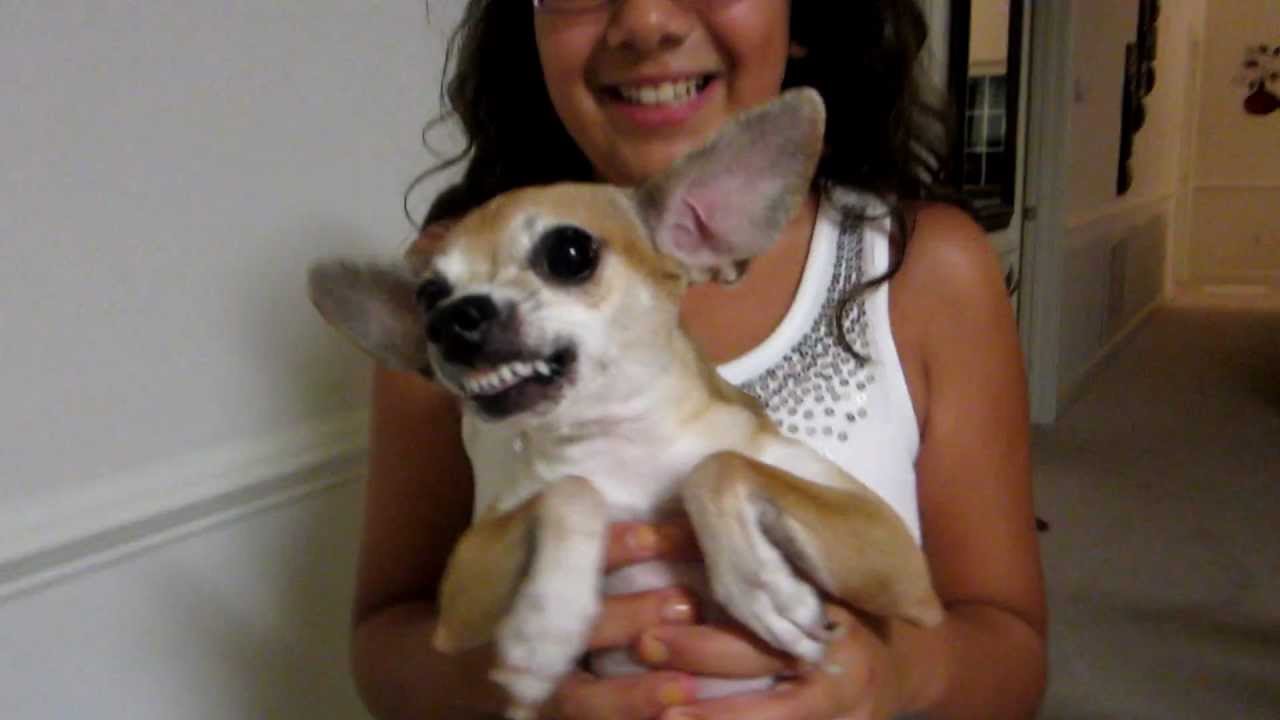 dog scared of human barking must see! - YouTube