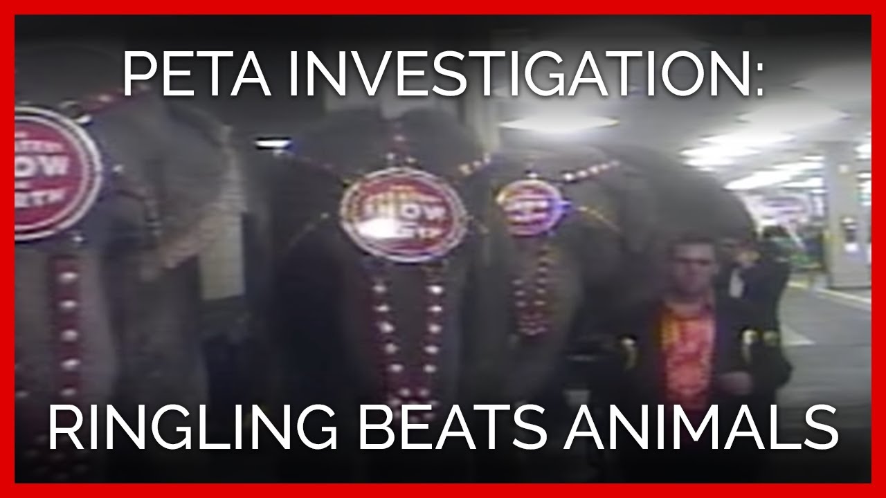Ringling Beats Animals: A PETA Undercover Investigation - YouTube