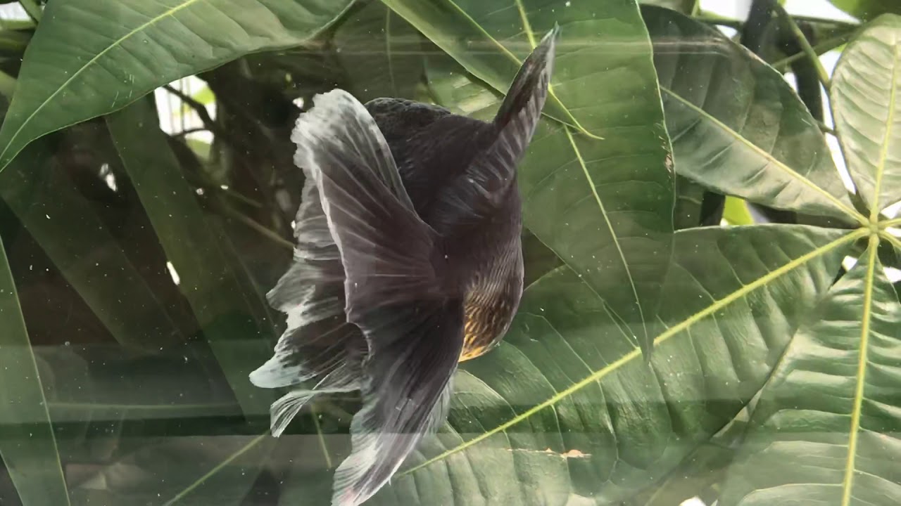 1650 Kirin Oranda - YouTube