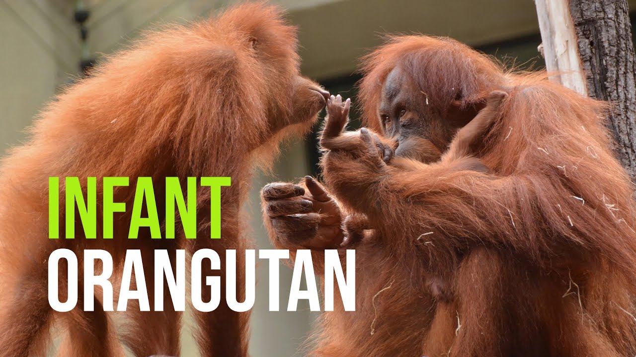 Mother Orangutan Dotes On Baby Móric at Budapest Zoo - YouTube