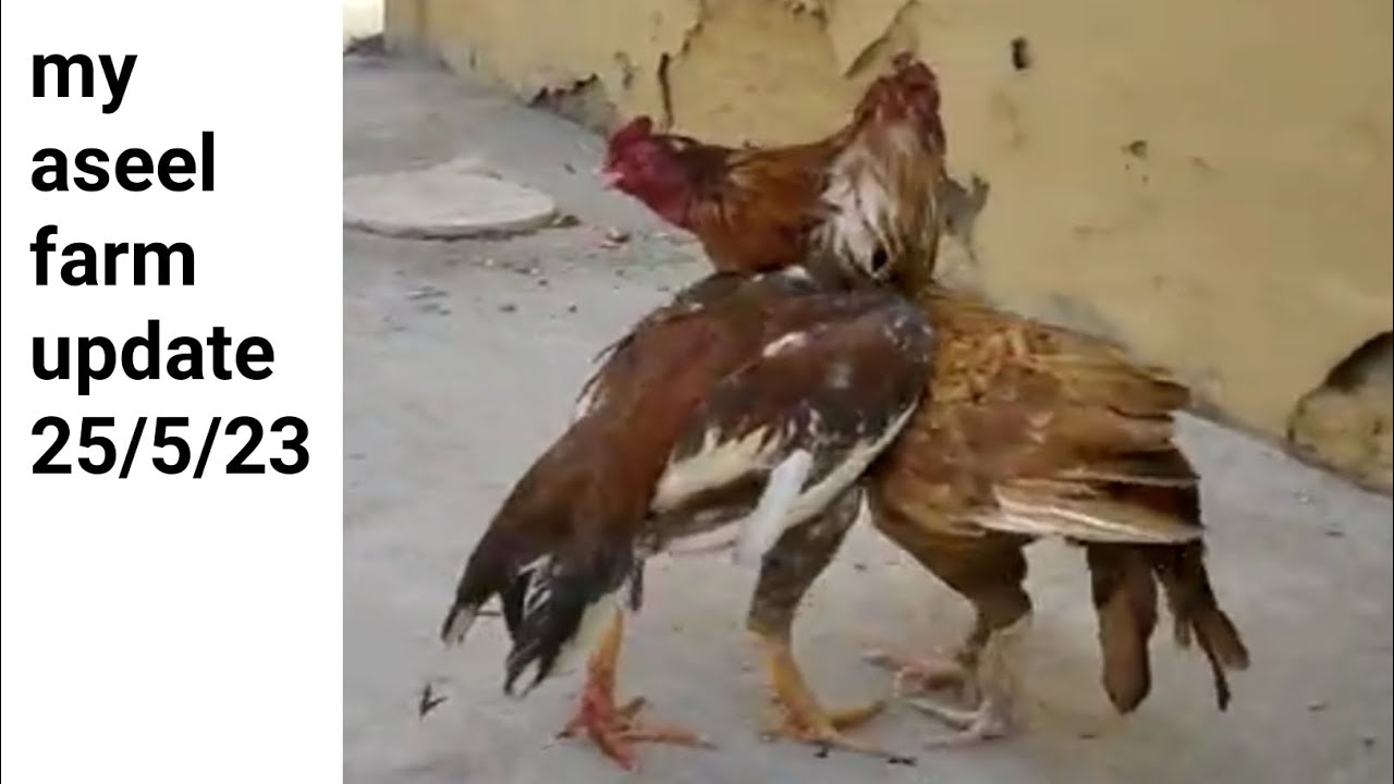 my aseel farm update|Aseel farm||bird lover||Aseel fight|#aseel # ...
