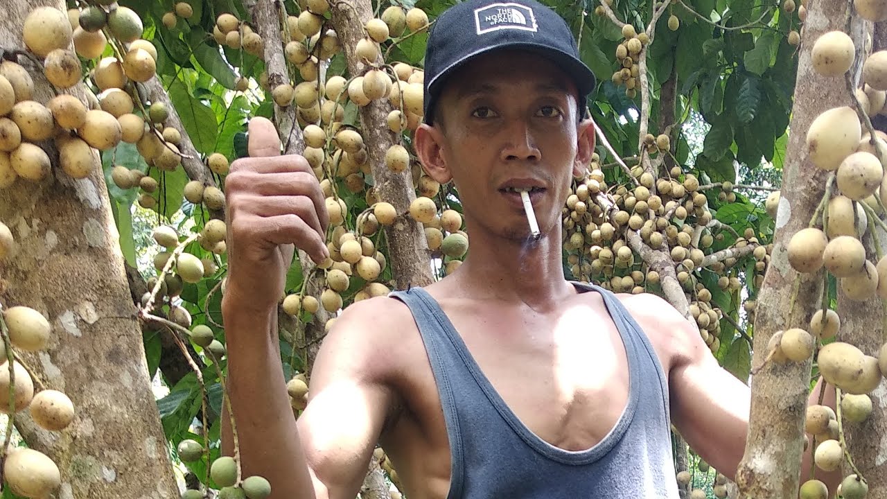 Memanen buah duku - YouTube