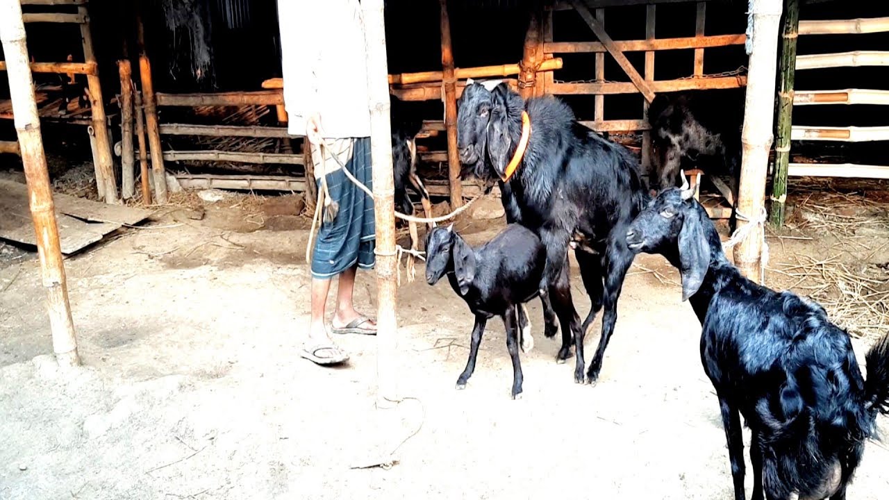 Goat( bakri) crossing by breeders। goat heating। km animals breeding ...