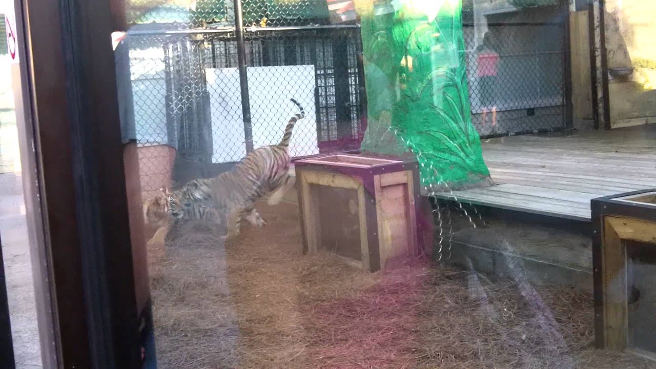 Tiger cubs playing at Barefoot Landing, Myrtle Beach - YouTube