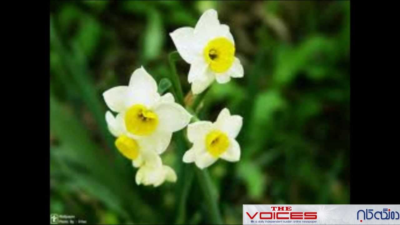 karem kaka - Chlle Nergz - YouTube