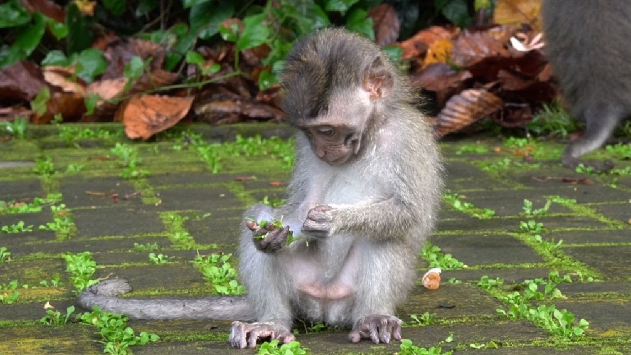 Monyet kecil mencari daun muda untuk dimakan [Monyet lucu dan ...