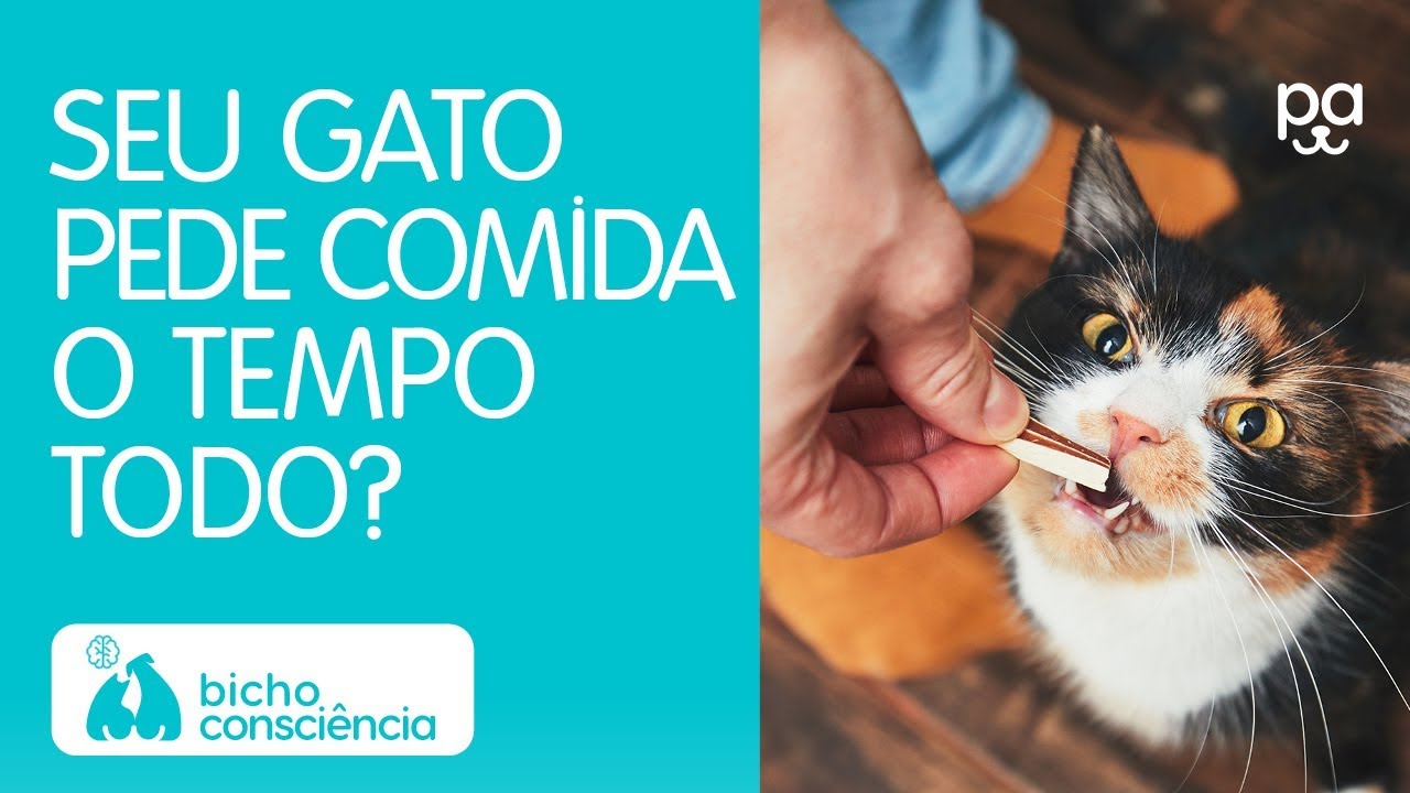 SEU GATO PEDE COMIDA O TEMPO TODO? - YouTube