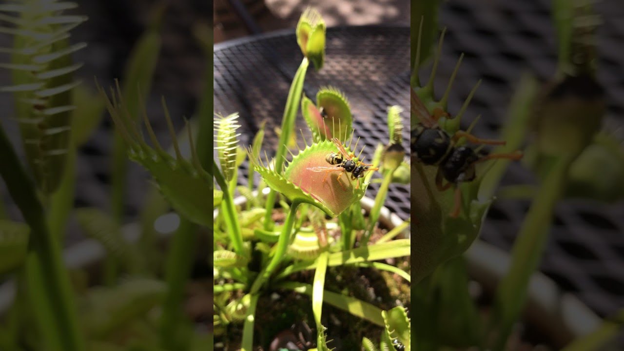 Venus Flytrap Devours Large Wasp || ViralHog - YouTube
