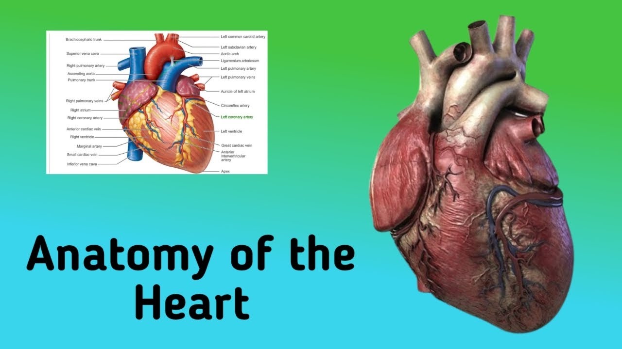 Anatomy of the Heart ️ || Surfaces, Chambers, Blood supply, Right and ...