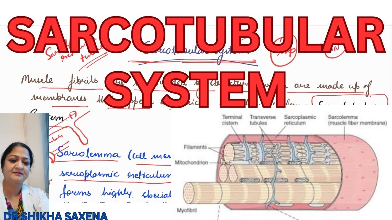 Sarcotubular System- introduction, importance, functions, - YouTube