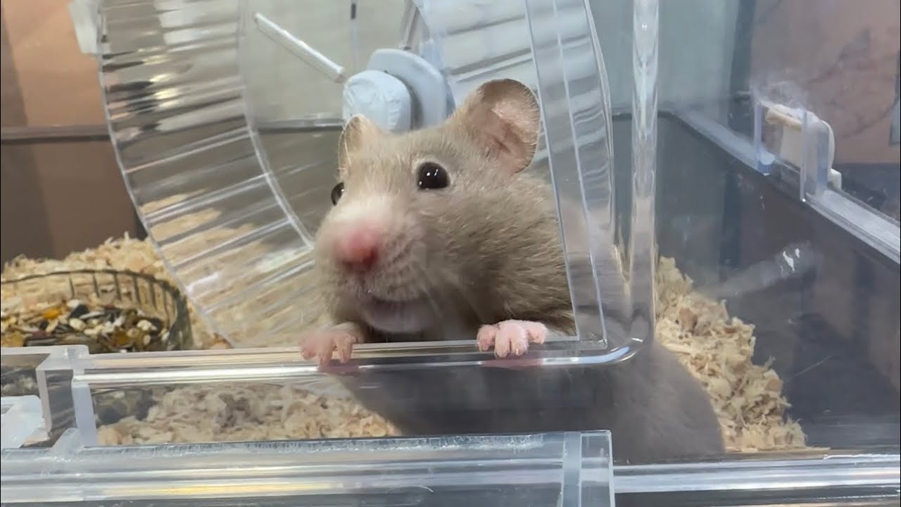 Good morning hamster! - YouTube