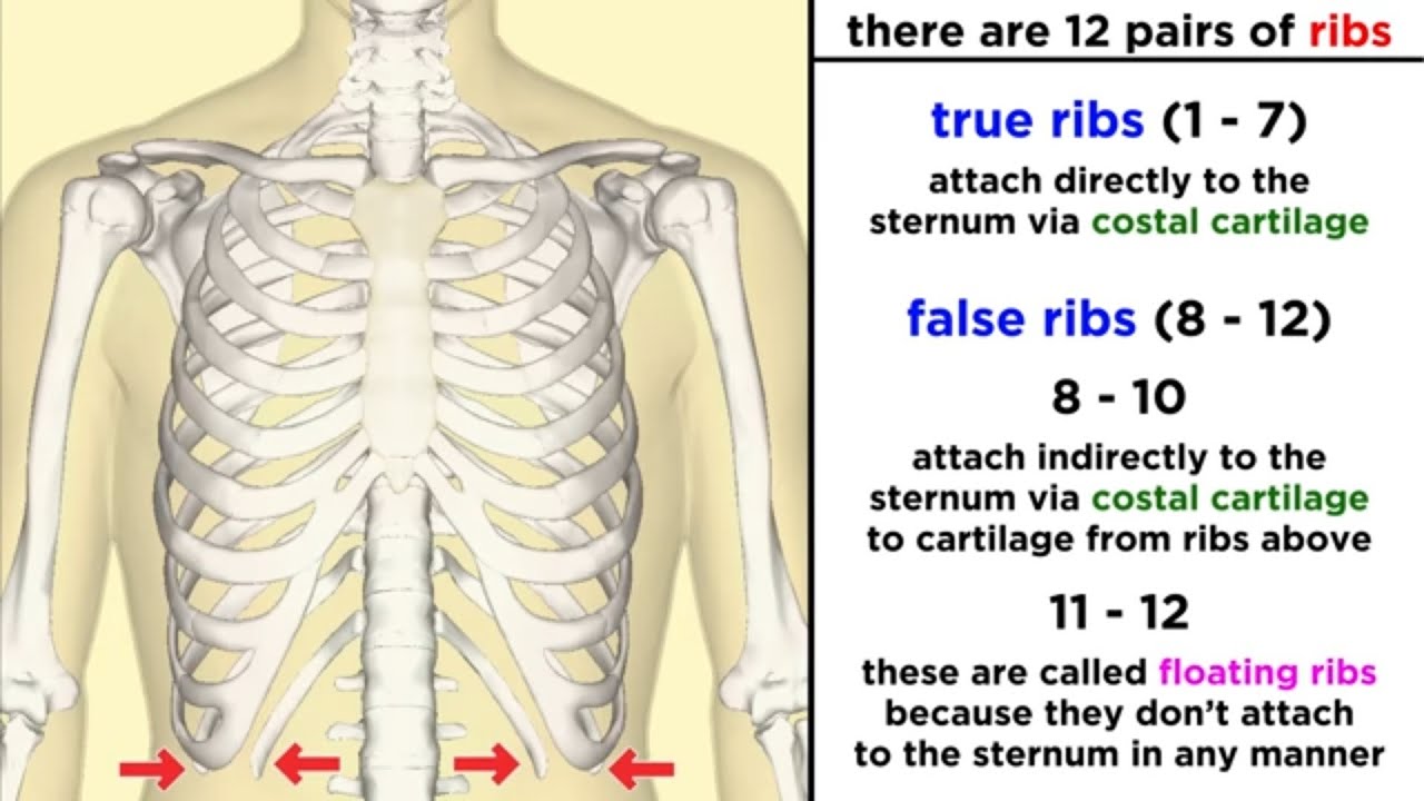 Ribcage and Types of Ribs - YouTube