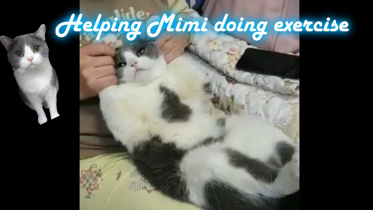 【Lovely Cat Miffy】Helping Mimi doing exercise but incident happened at ...