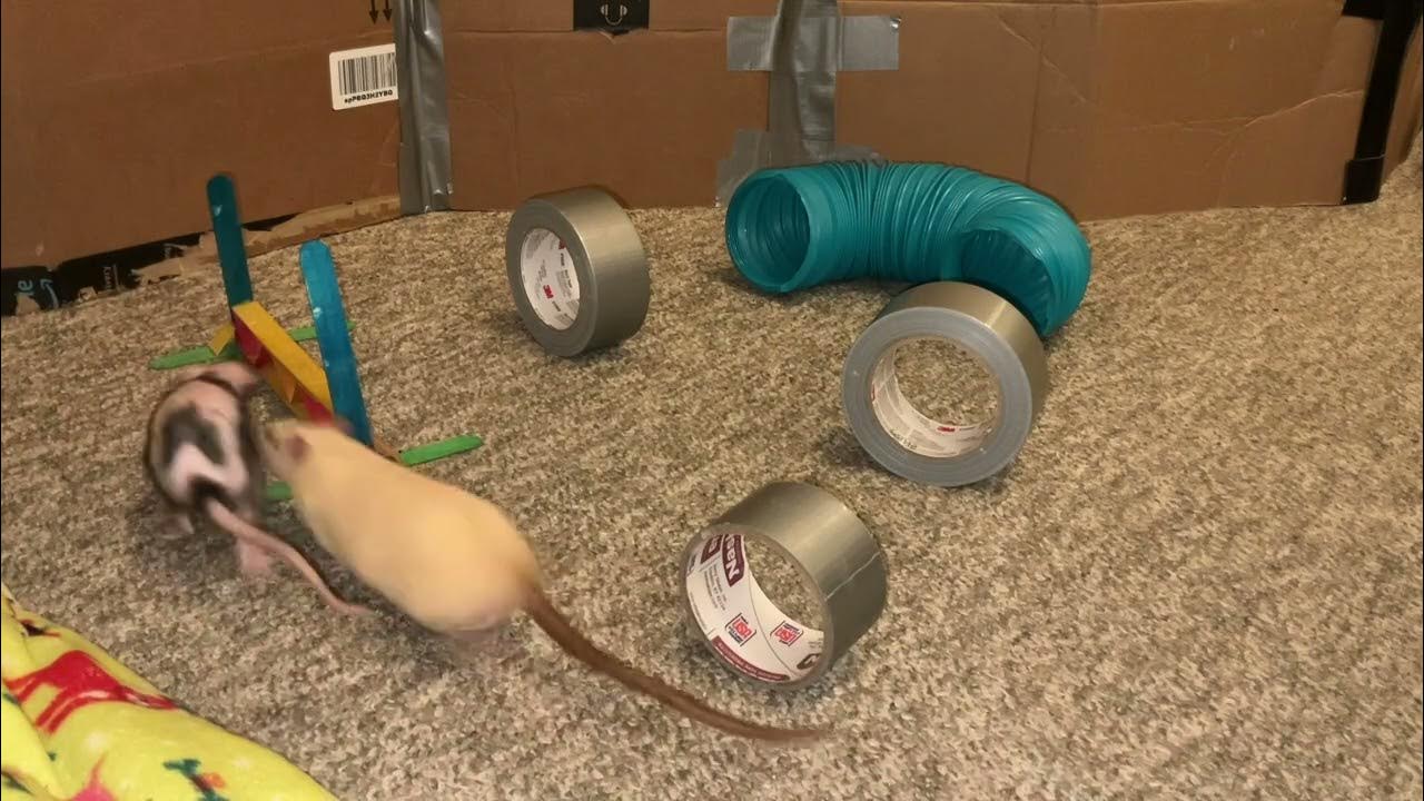 My pet rat Popcorn (Siamese) playing follow the leader agility with her buddy Raisin (swirly ...