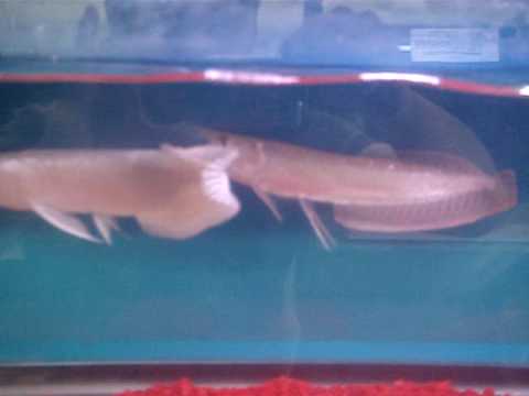 RARE...!!! **** SHOW PLATINUM AROWANA **** - YouTube