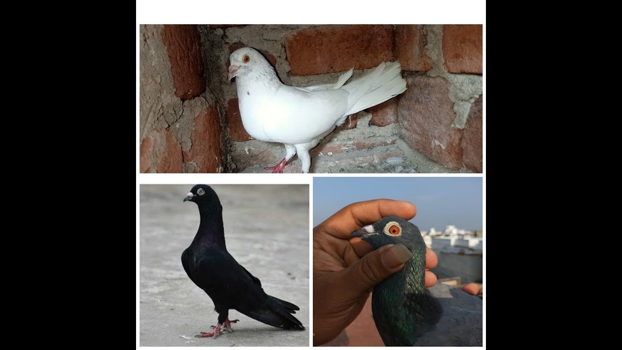 how to train your PARAVA or high flyer pigeons for tournament like a ...