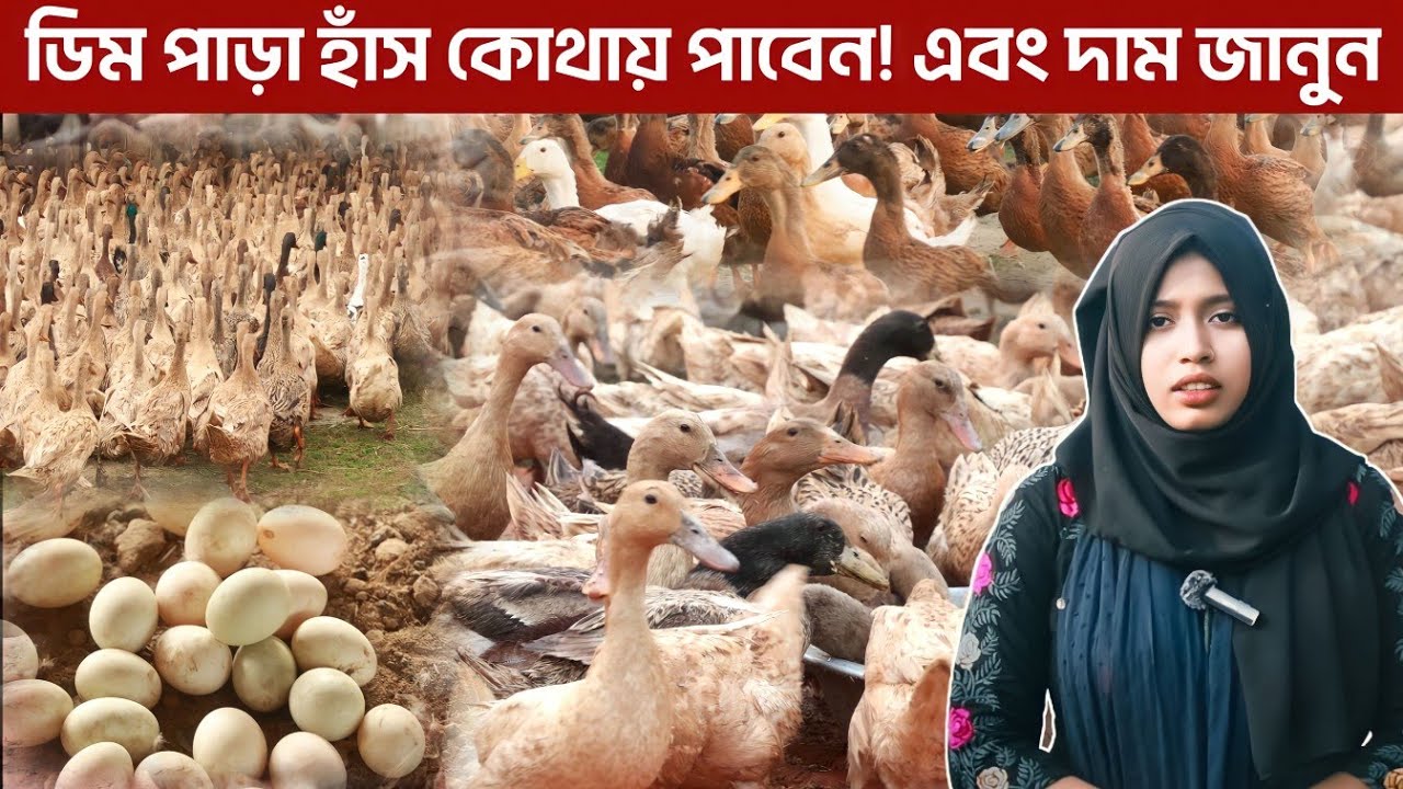 রানিং ডিমপাড়া হাঁস কোথায় পাবেন | ডিম পাড়া হাঁসের দাম জানুন ...