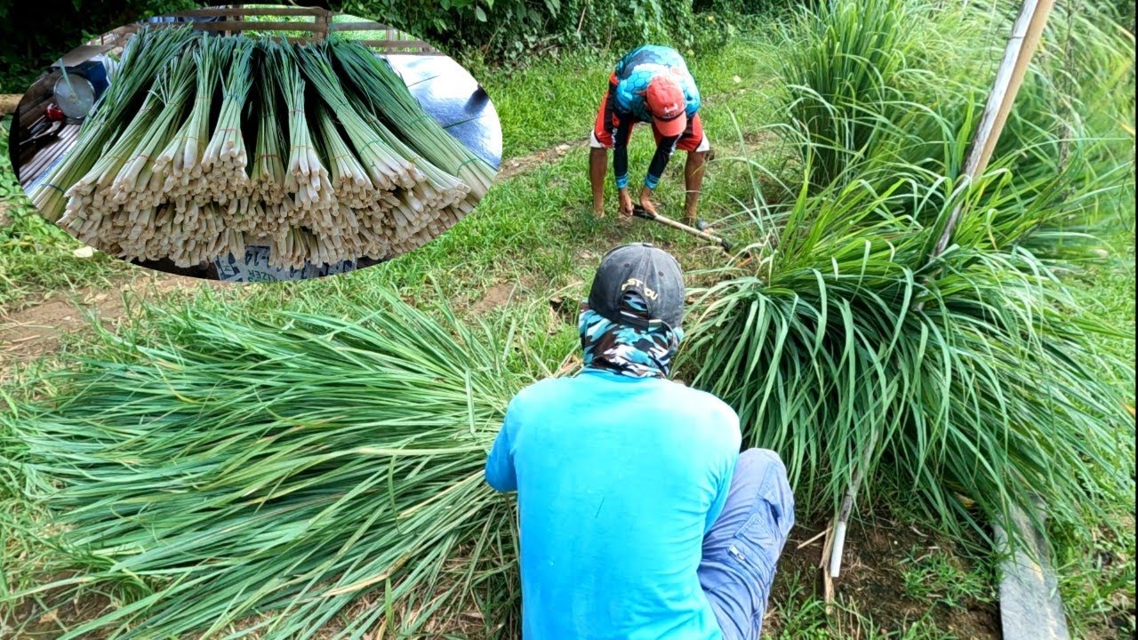 PAG HARVEST NG LEMON GRASS - YouTube