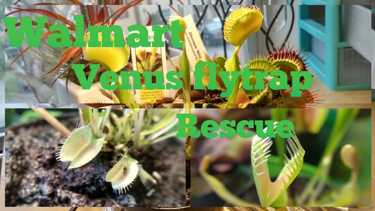 Walmart death cylinder Venus flytrap rescue. Rescue a Venus flytrap - YouTube