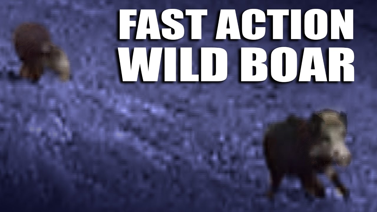 Fast Action Wild Boar - YouTube