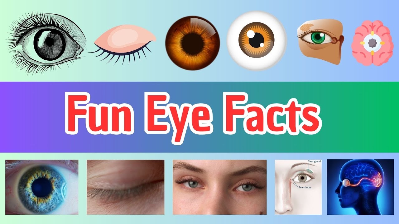 Parts of the Eye for Kids | Fun Eye Facts | Fun Eye Parts Table ...