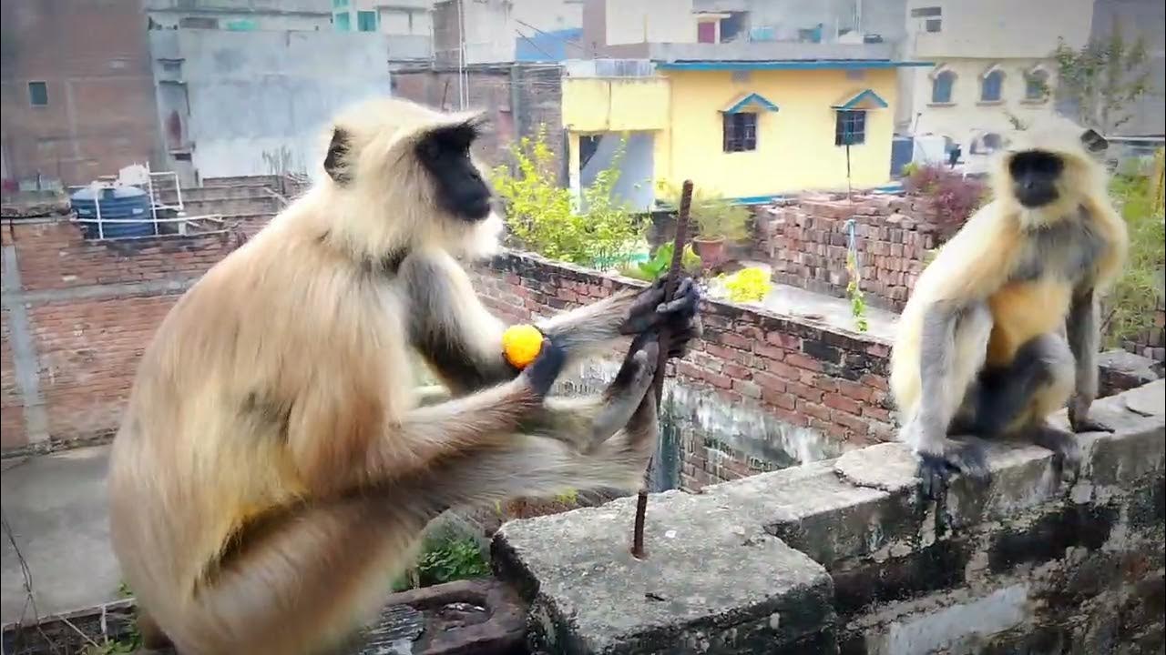 Cute Langur Video||Monkey Eating Video||Humanity - YouTube