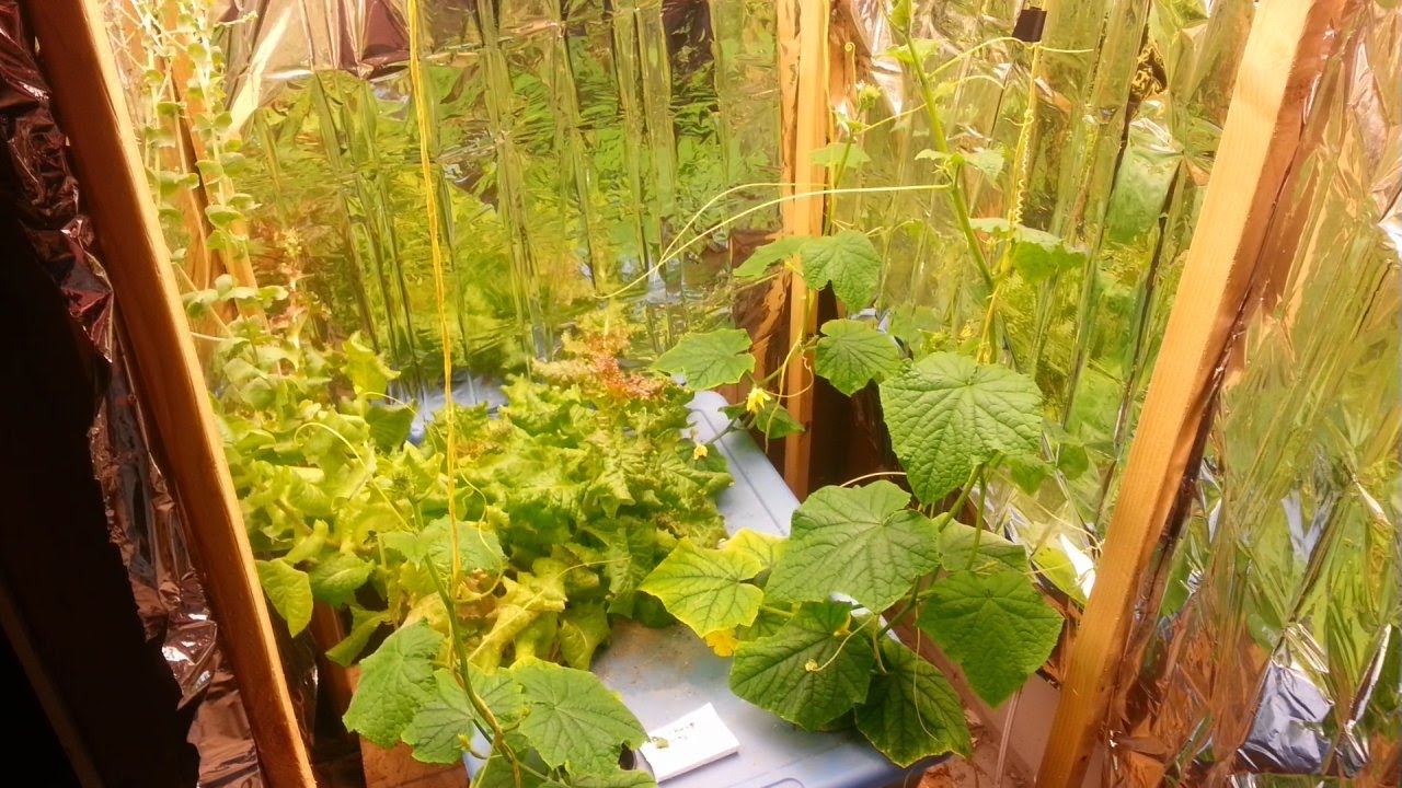 Building a DIY phone booth style indoor grow box. - YouTube