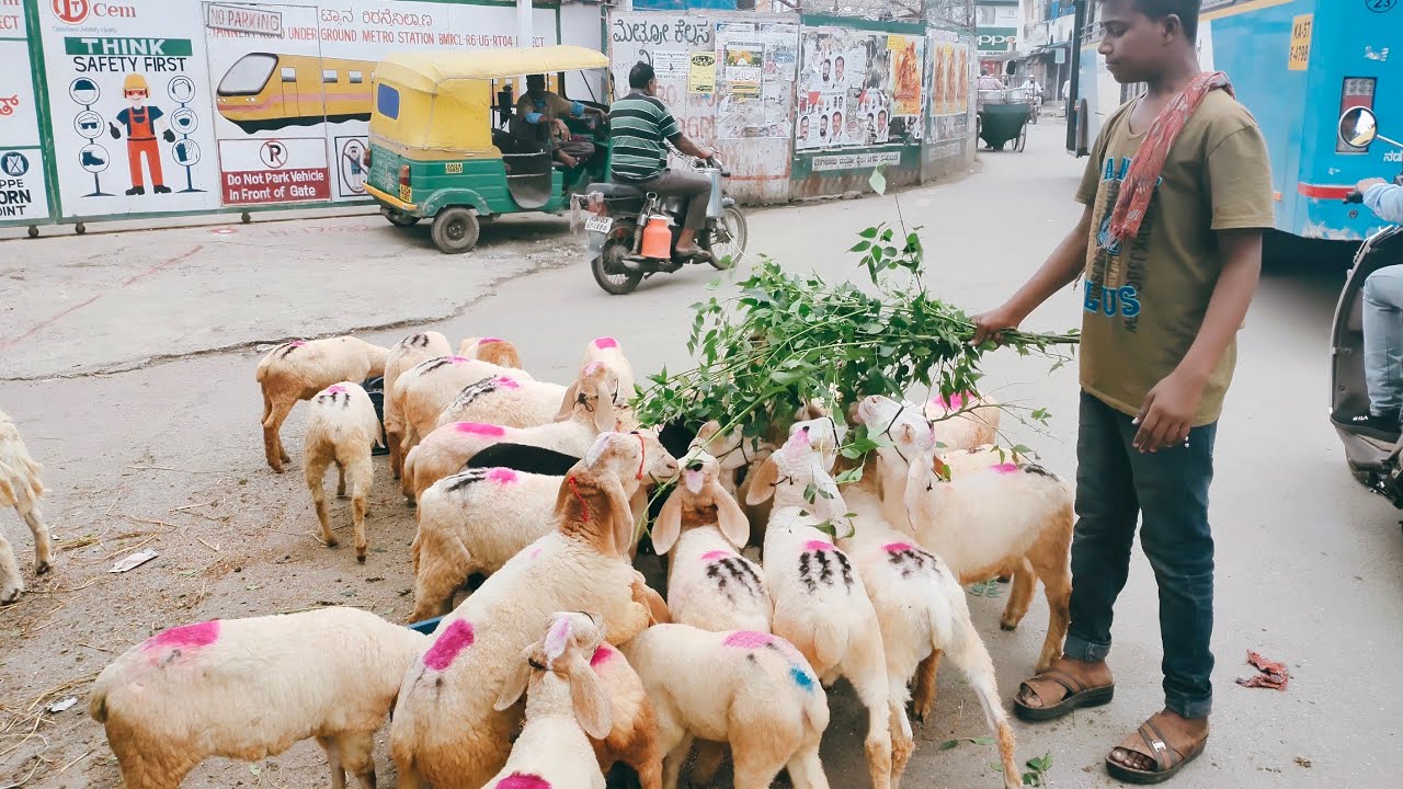 Bannur nati cross breed baby sheep's male and female available for sale ...