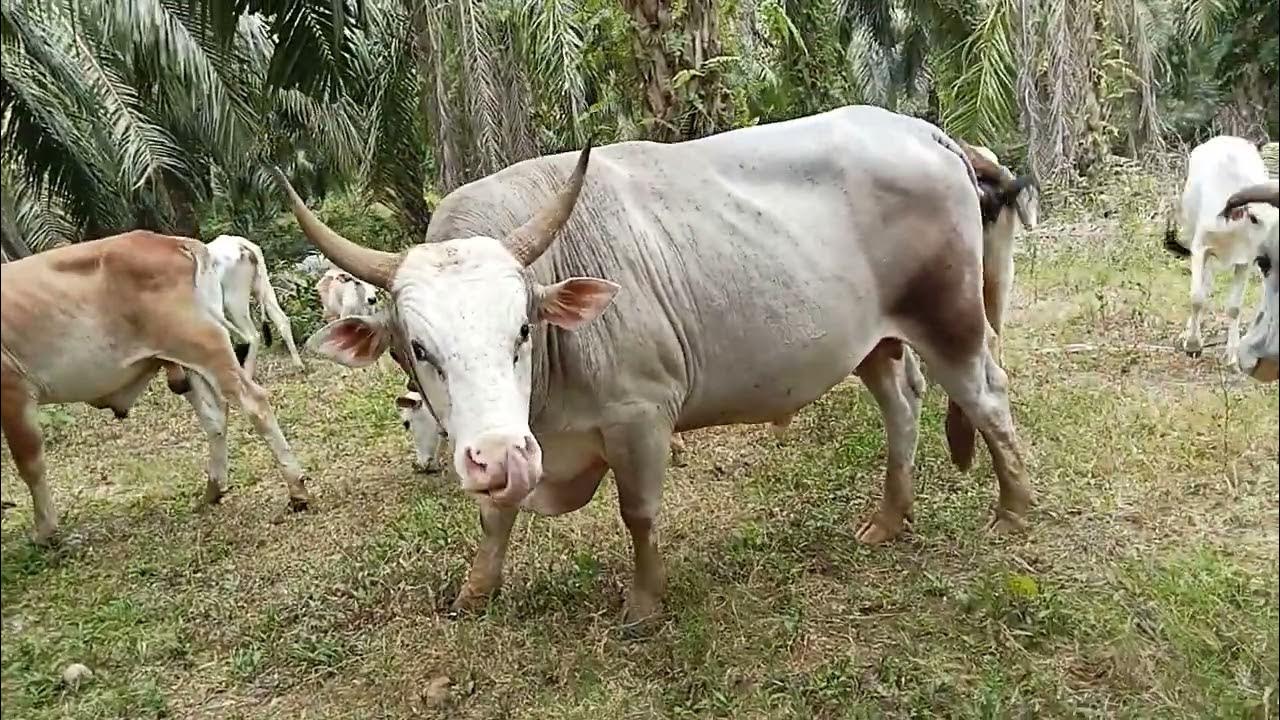 sapi rambon Bali - YouTube