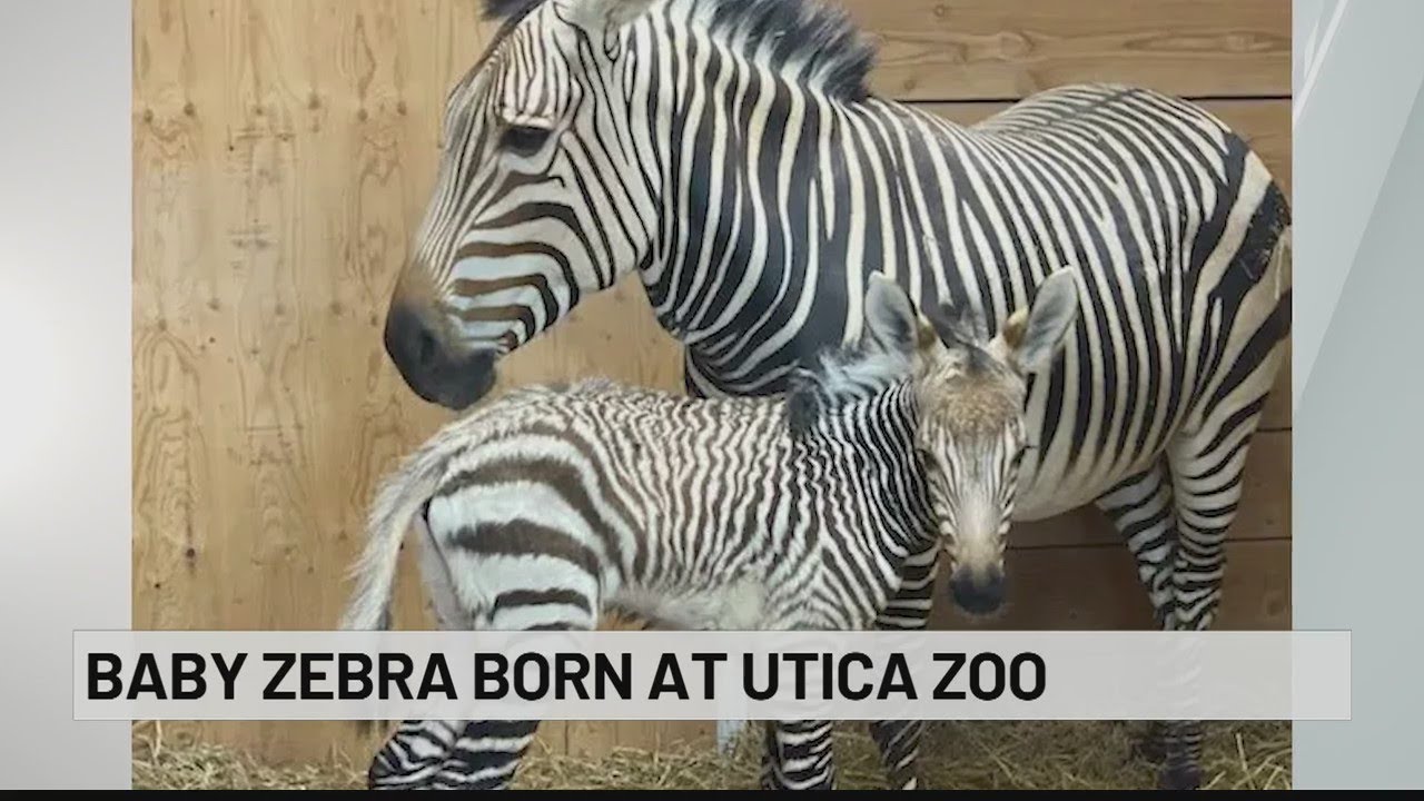 Baby zebra born at Utica Zoo - YouTube
