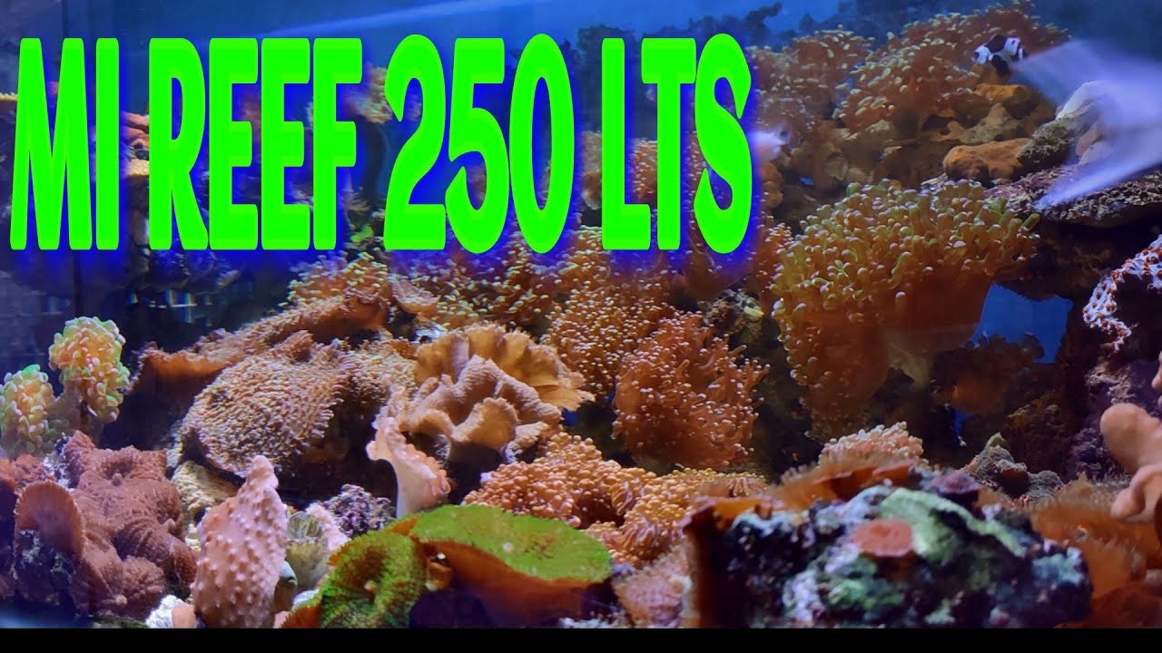 MI REEF 250 LTS A PUNTO DEL... - YouTube