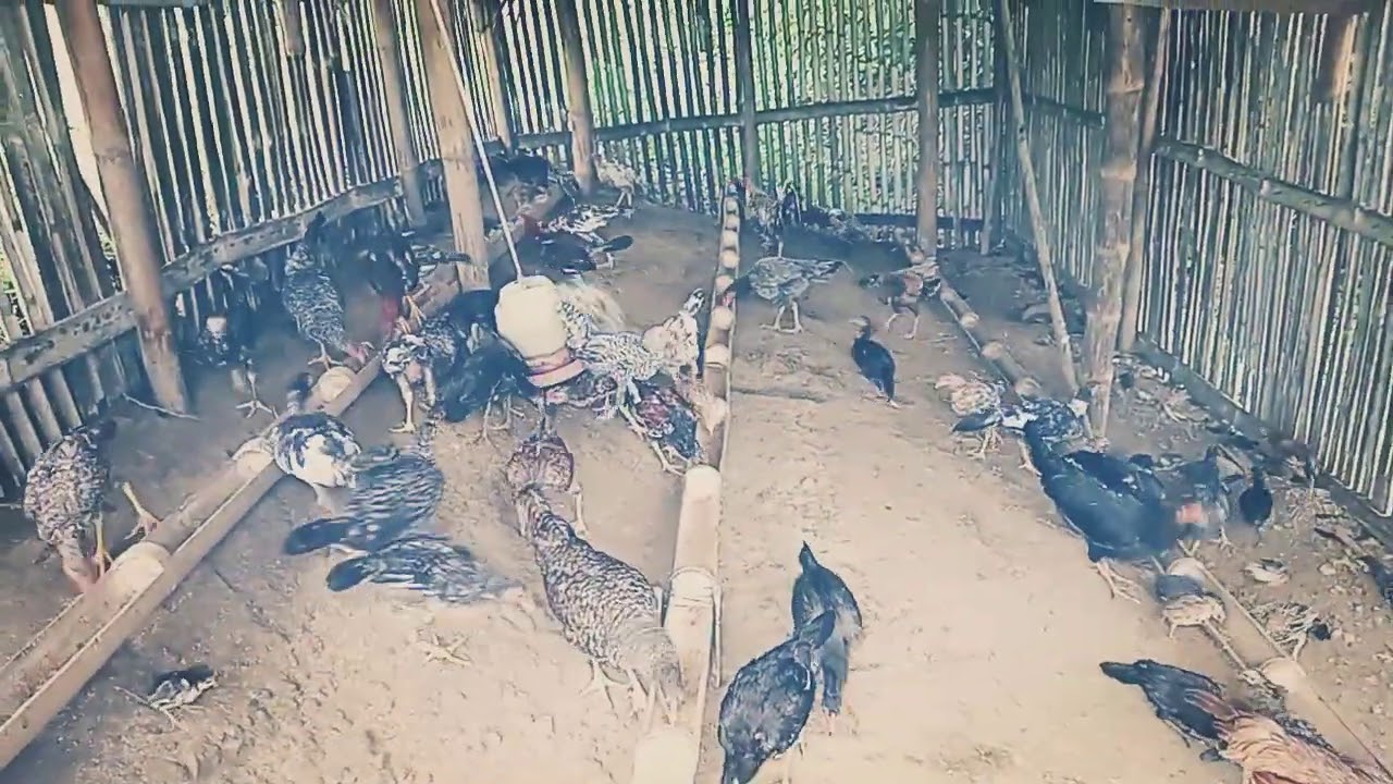 Native na manok. - YouTube