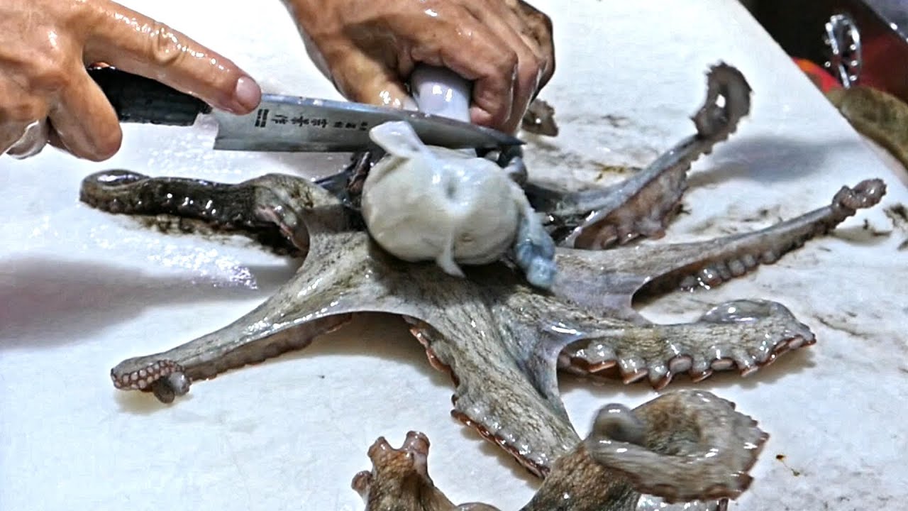 문어, 오징어, 전어 회뜨기 - 값싸고 분위기 좋은 곳 / Popular octopus, squid, gizzard shad ...