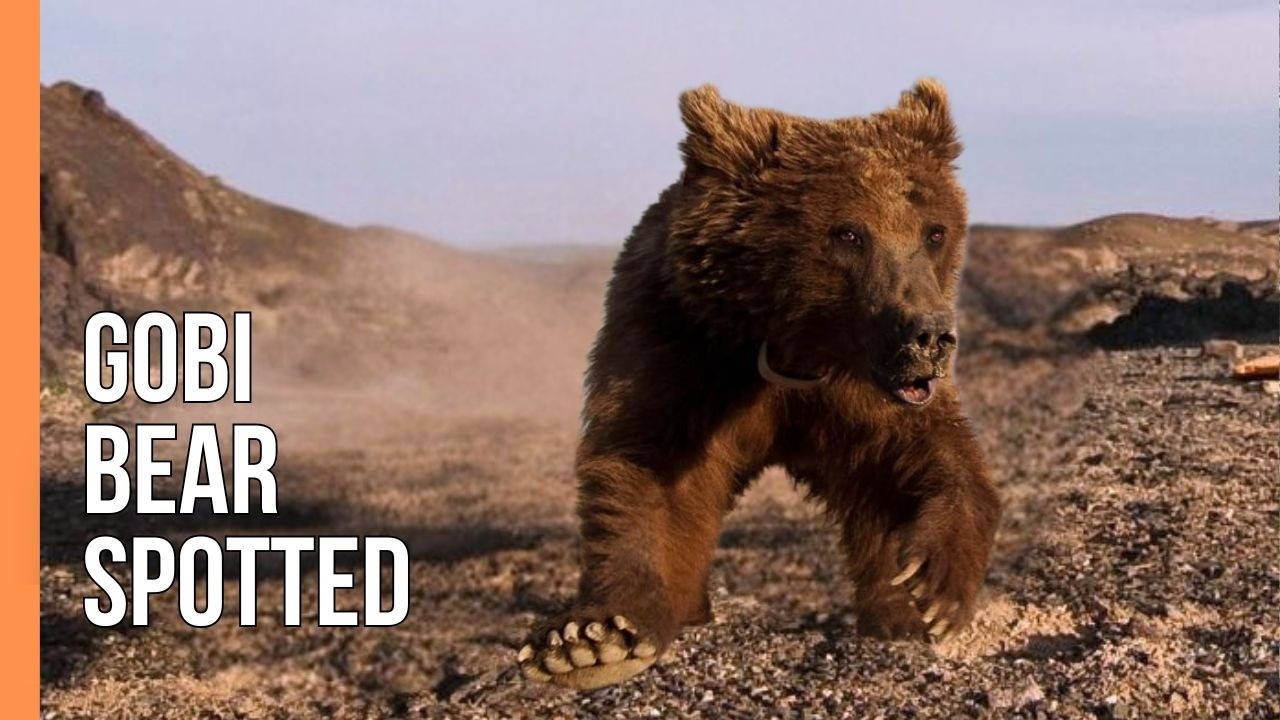 Gobi Bear Found! Rare Desert Bear Spotted in Mongolia | Full ...
