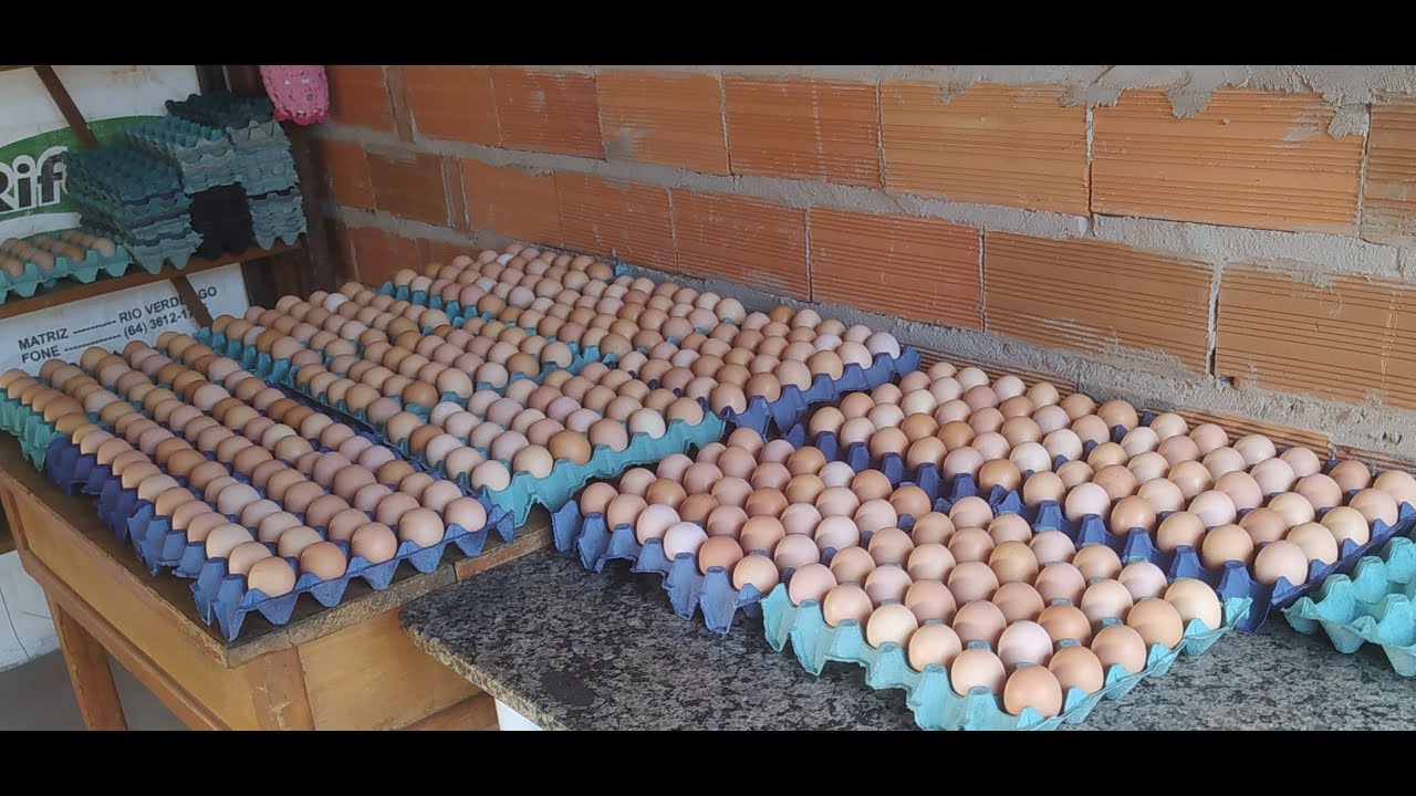 Como tá a postura das galinhas Embrapa 51 com 60 dias do início da ...