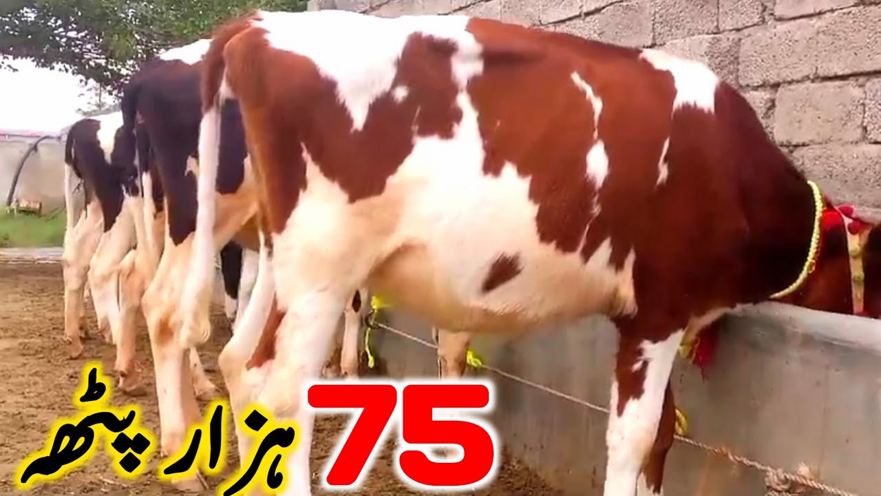 Australian Friesian Red Friesian Jersey Hiefers Near Gondal Mandi ...