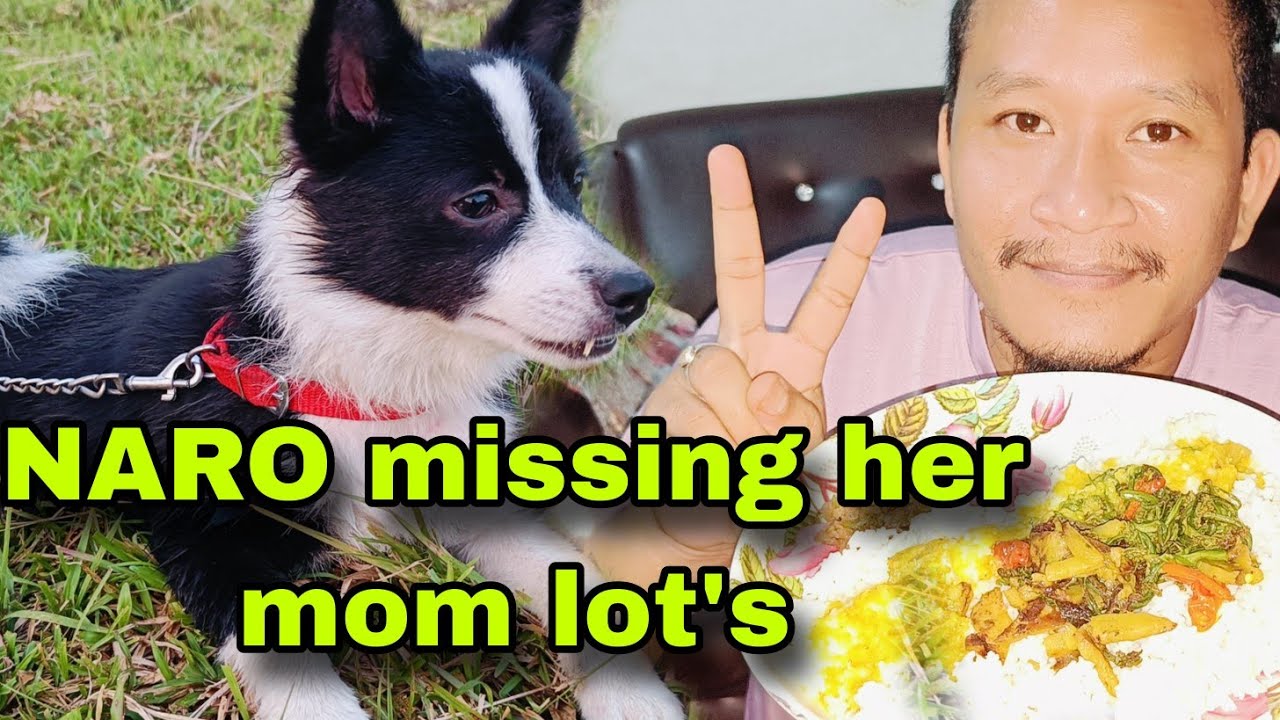 Wild Fern cooking & Unforgettable Evening Stroll with @durlovRX100 ...