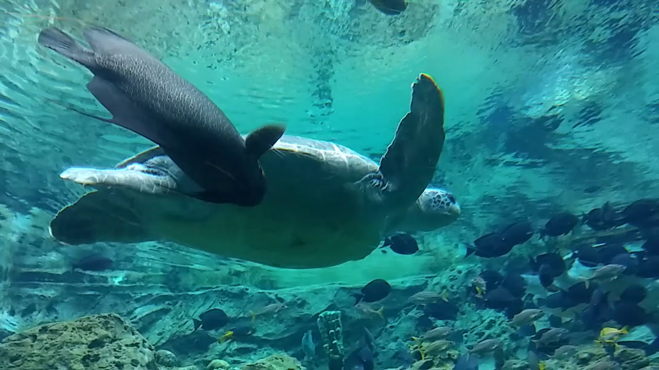 Sea Turtles at SeaWorld - YouTube