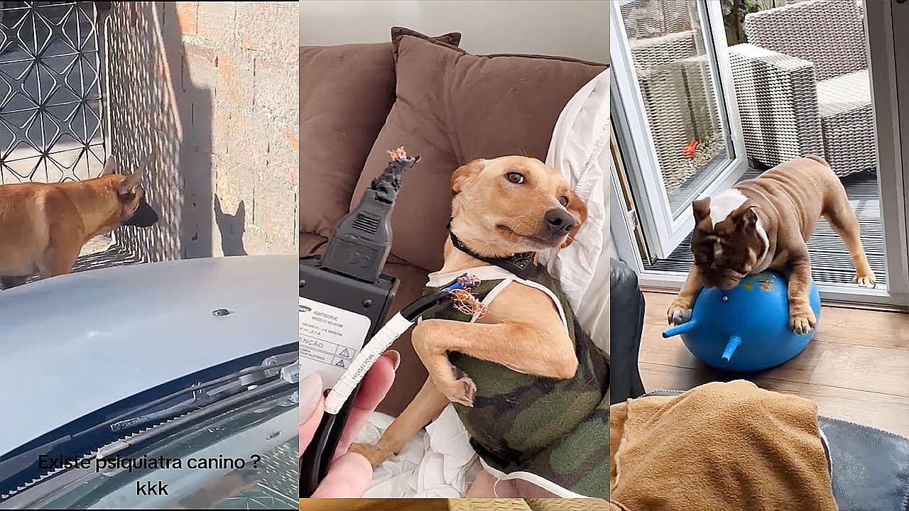 When Your Dogs Are Complete Opposites 😂 - YouTube