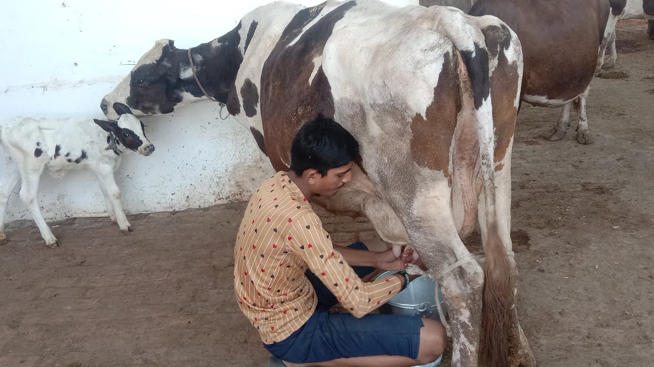 cow dudh badhane ke upay 😲 l cow milk machine l cow milk #cow #milk ...