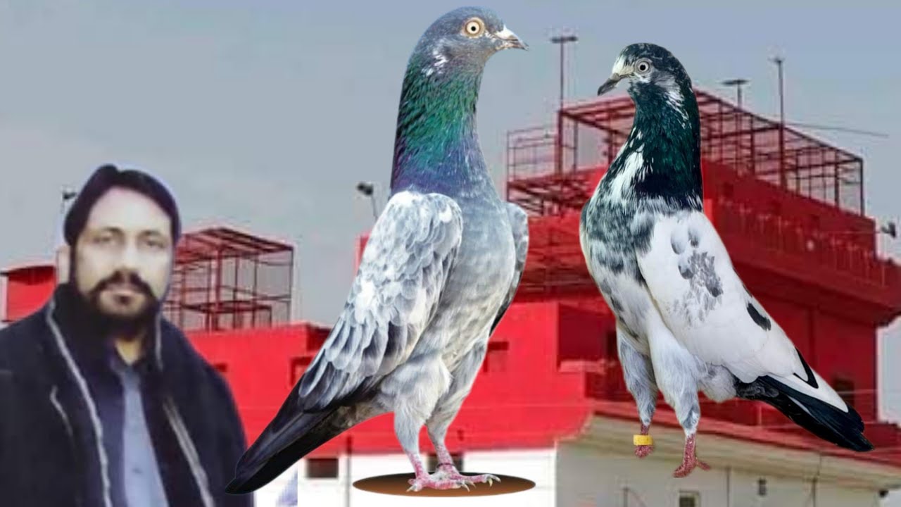 ustadi Malik Abid Awan Late of Pindi ki chat se pigeons shoq - YouTube