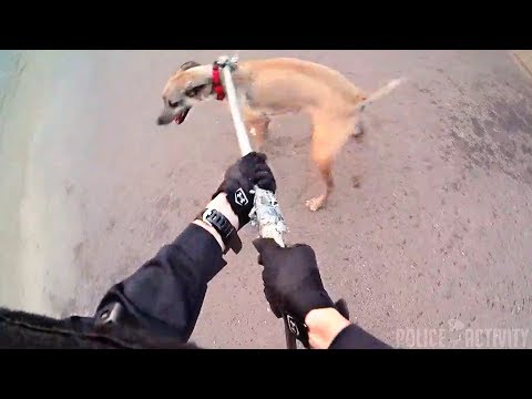 Bodycam Shows Mesa Police Officer Rescuing Dog From Canal - YouTube