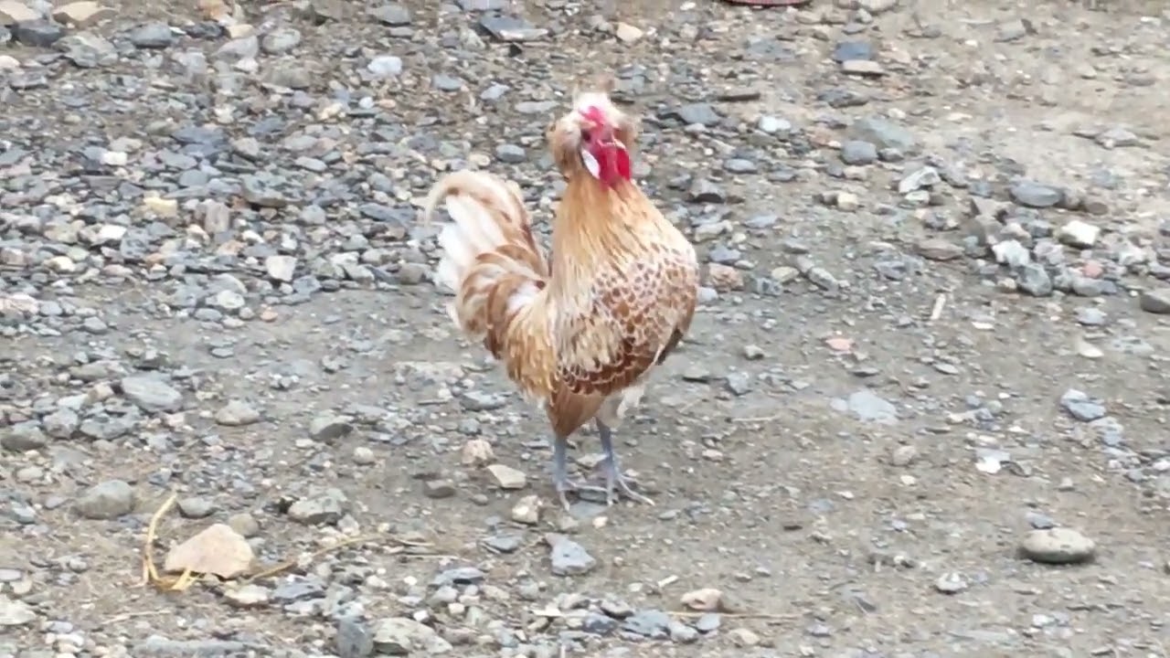 Buff laced polish rooster crowing - YouTube