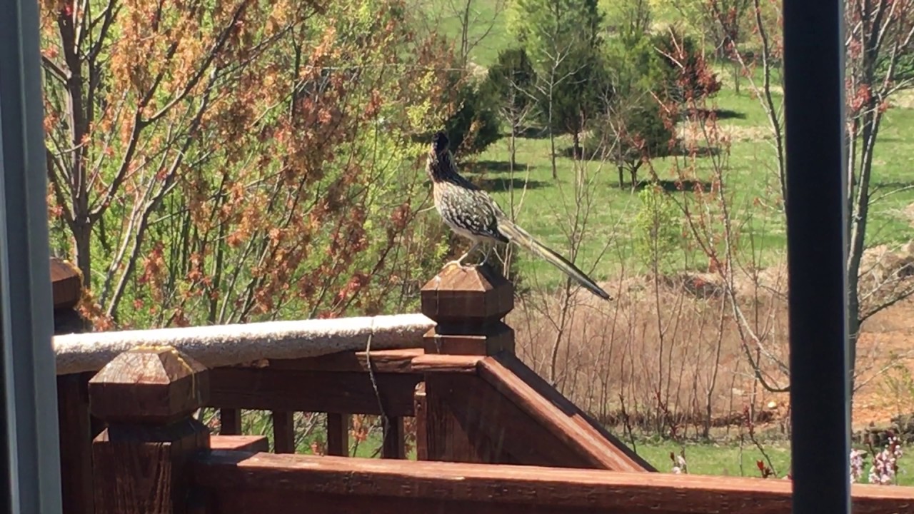 Male Roadrunner found with snake in its mouth - YouTube